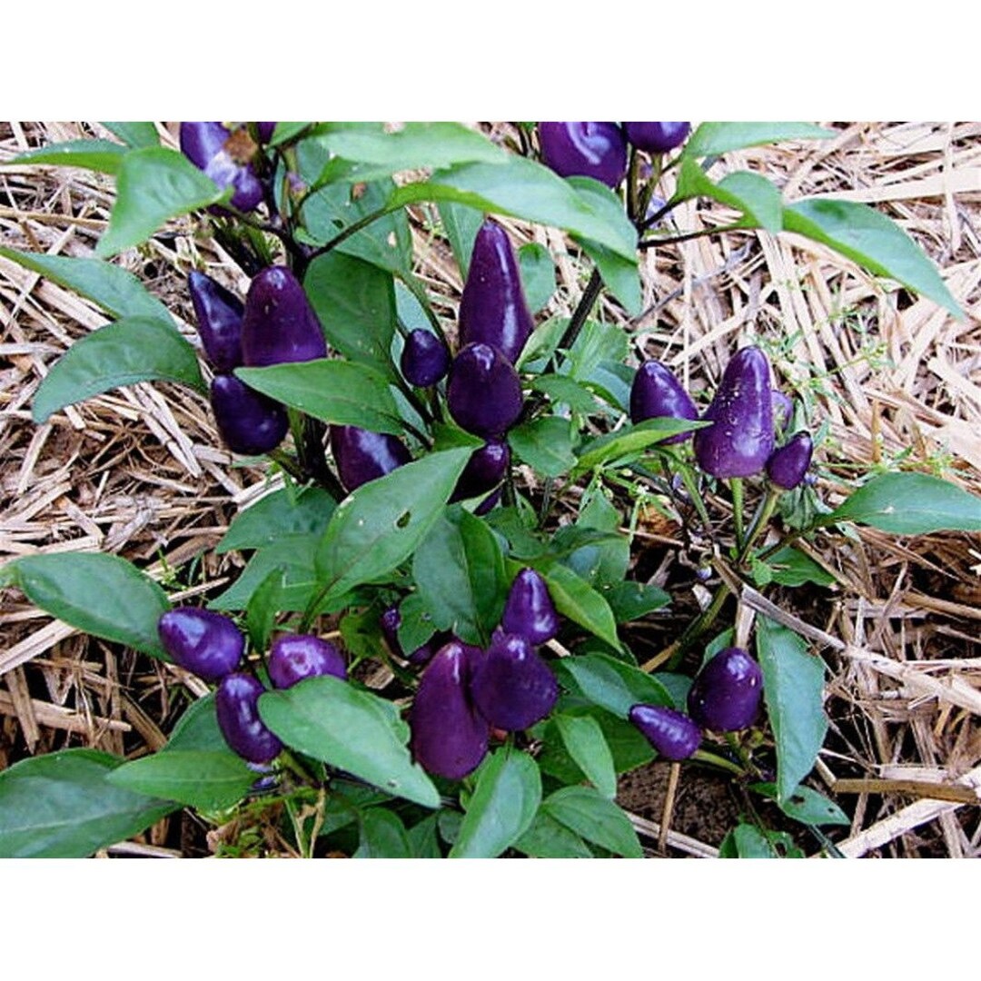 Pretty Purple Hot Pepper Seeds - Etsy