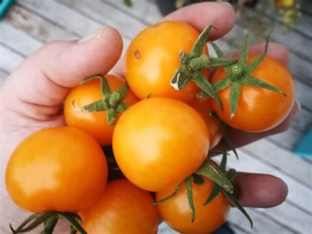 Sunray Tomato Seeds - Etsy