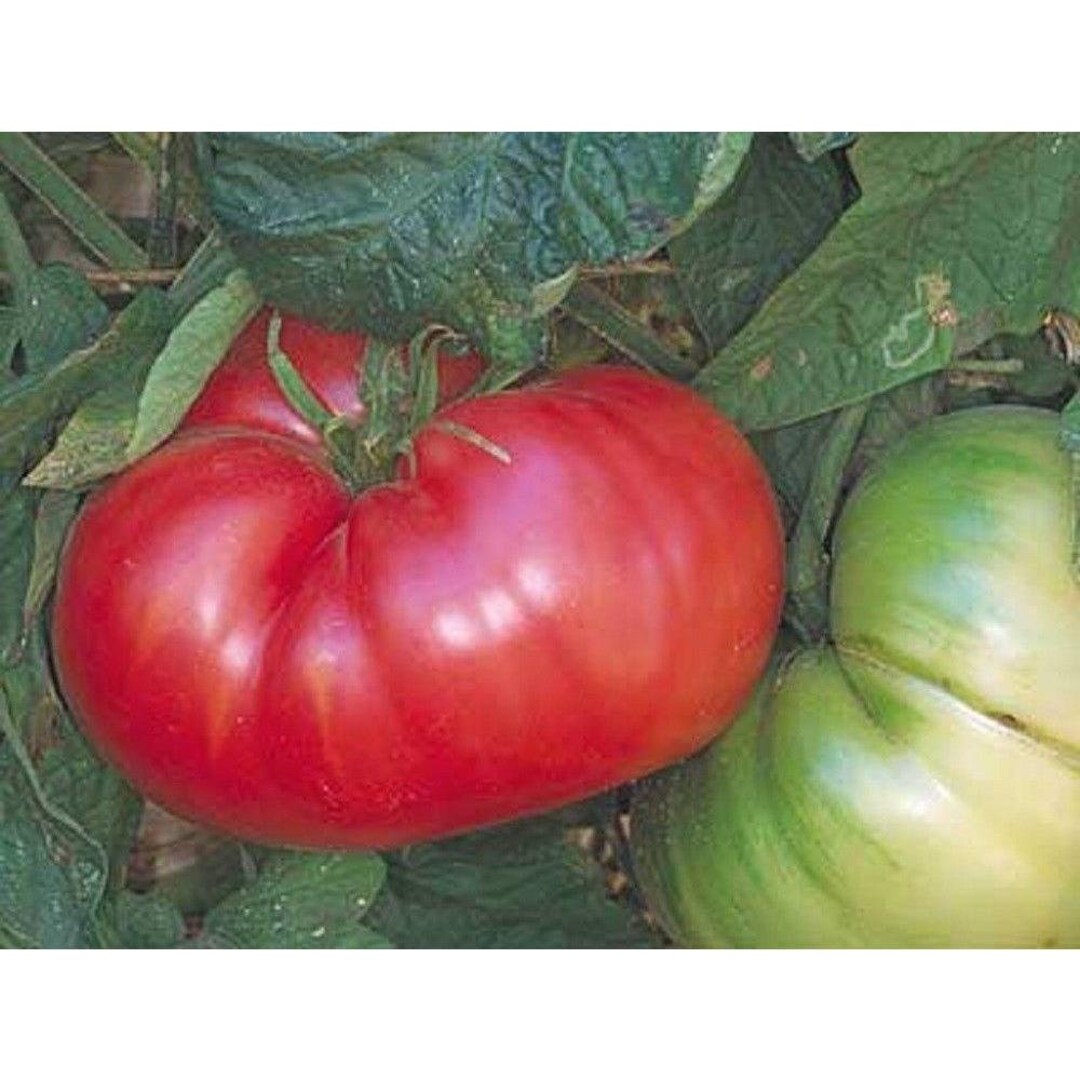 Italian Sweet Tomato Seeds - Etsy