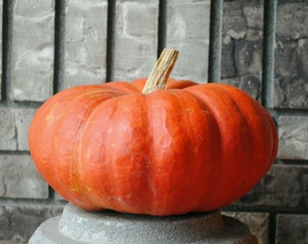 Cinderella Pumpkin Seeds - Etsy