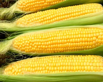 Hickory King Yellow Corn Heirloom Seeds Dent Corn Sweet - Etsy
