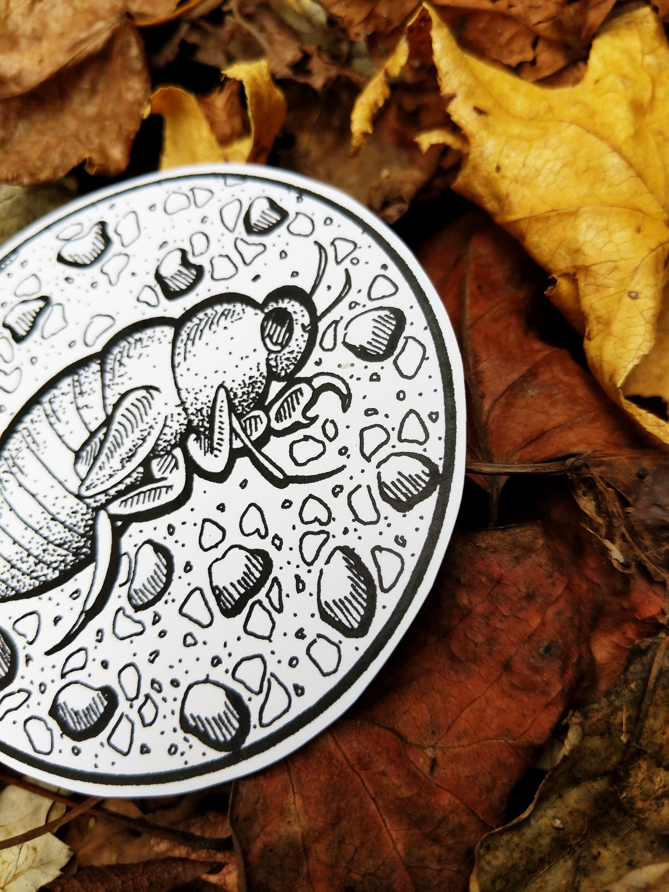 Cicada Shell Art Sticker Matte Vinyl Sticker From Original Pen and Ink ...
