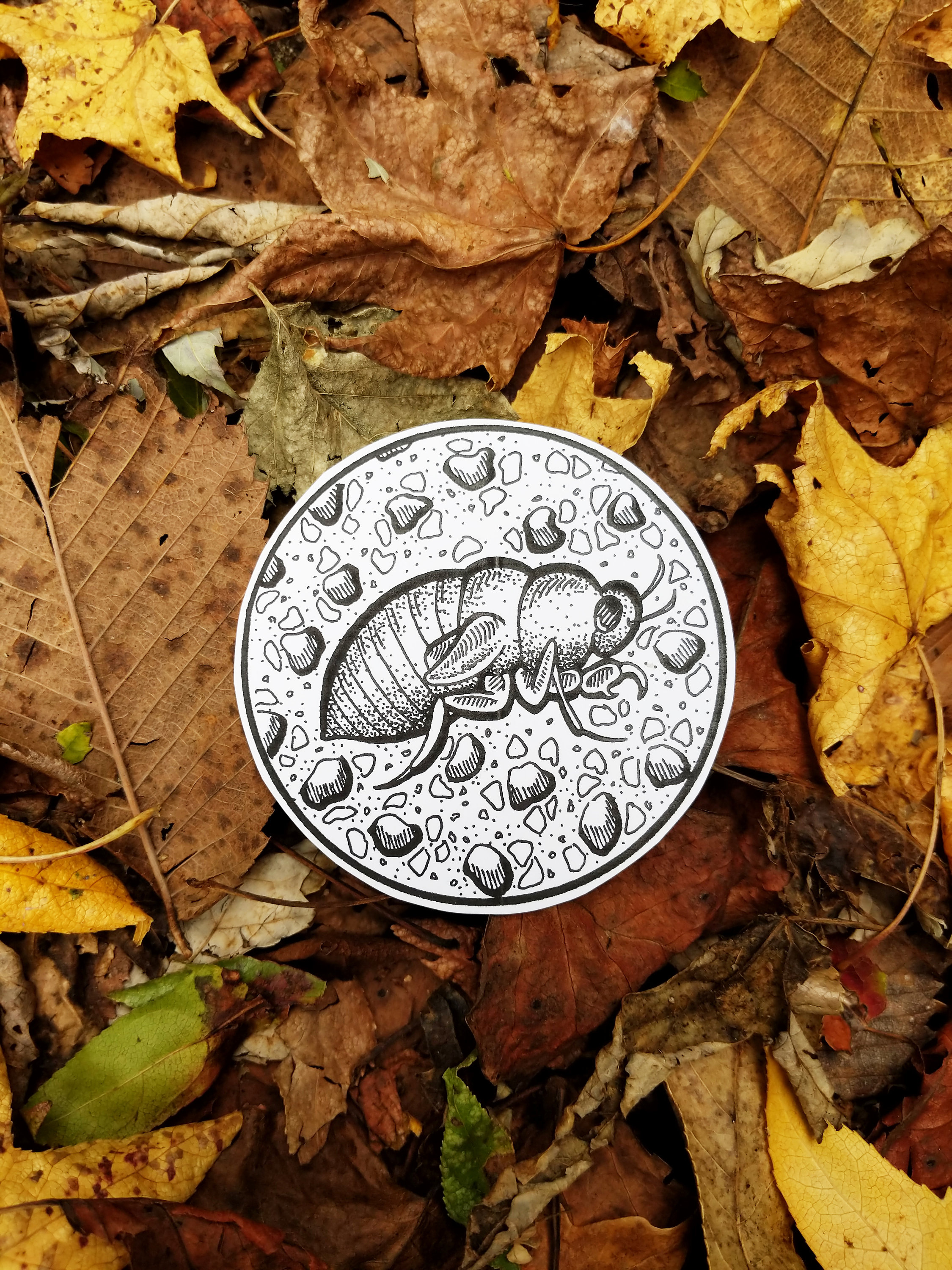 Cicada Shell Art Sticker Matte Vinyl Sticker From Original Pen and Ink ...