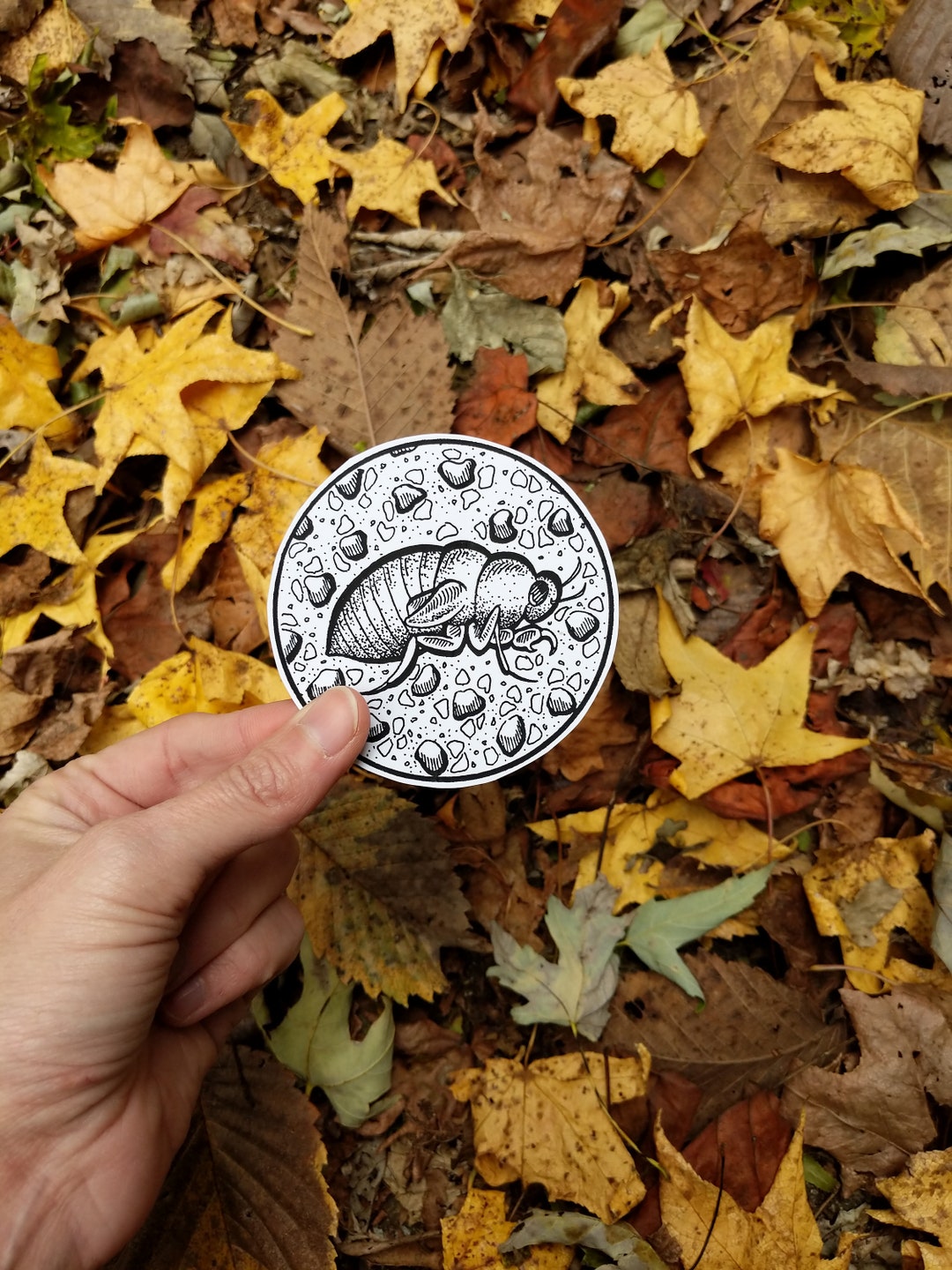 Cicada Shell Art Sticker Matte Vinyl Sticker From Original Pen and Ink ...