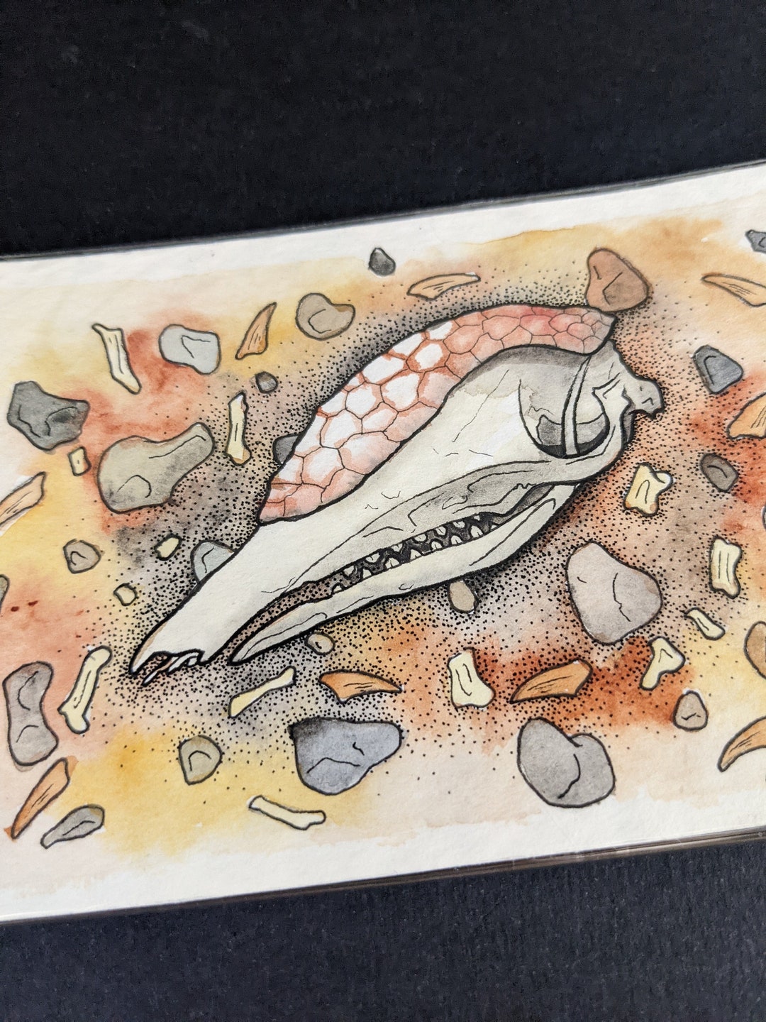 Armadillo Skull Small Original Watercolor Pen and Ink Drawing 4 X 6 ...