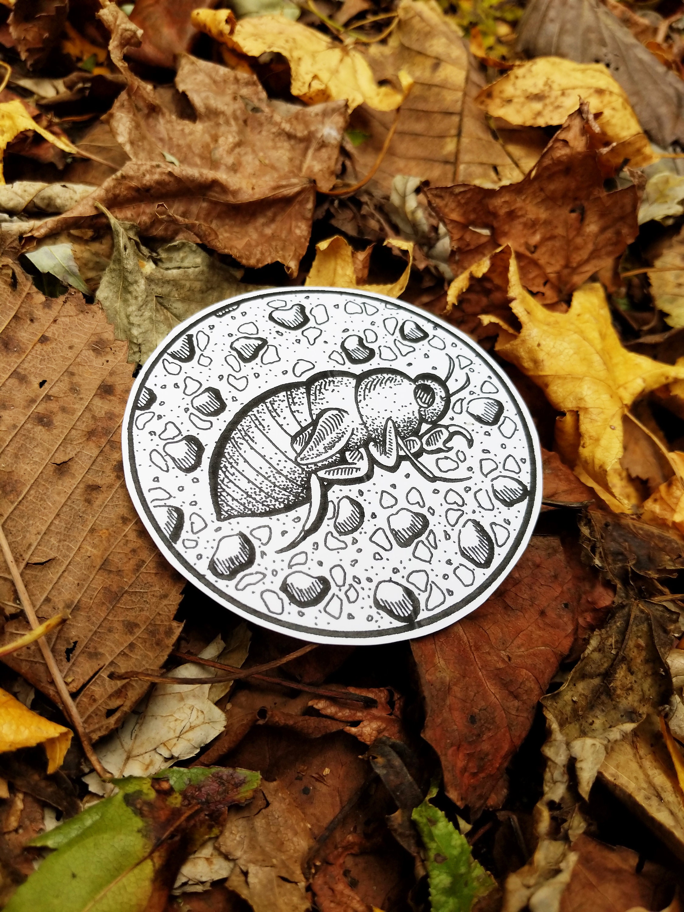 Cicada Shell Art Sticker Matte Vinyl Sticker From Original Pen and Ink ...