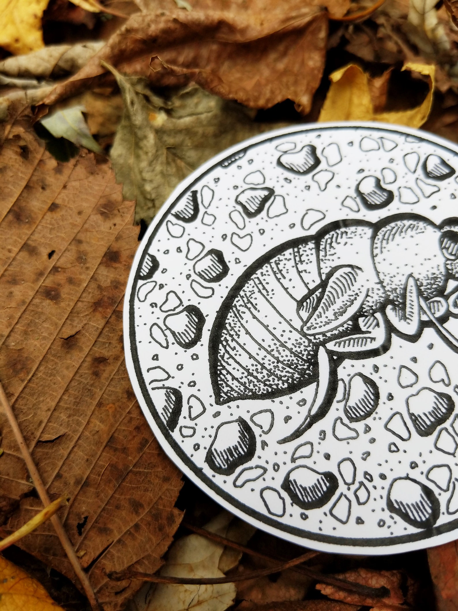 Cicada Shell Art Sticker Matte Vinyl Sticker From Original Pen and Ink ...