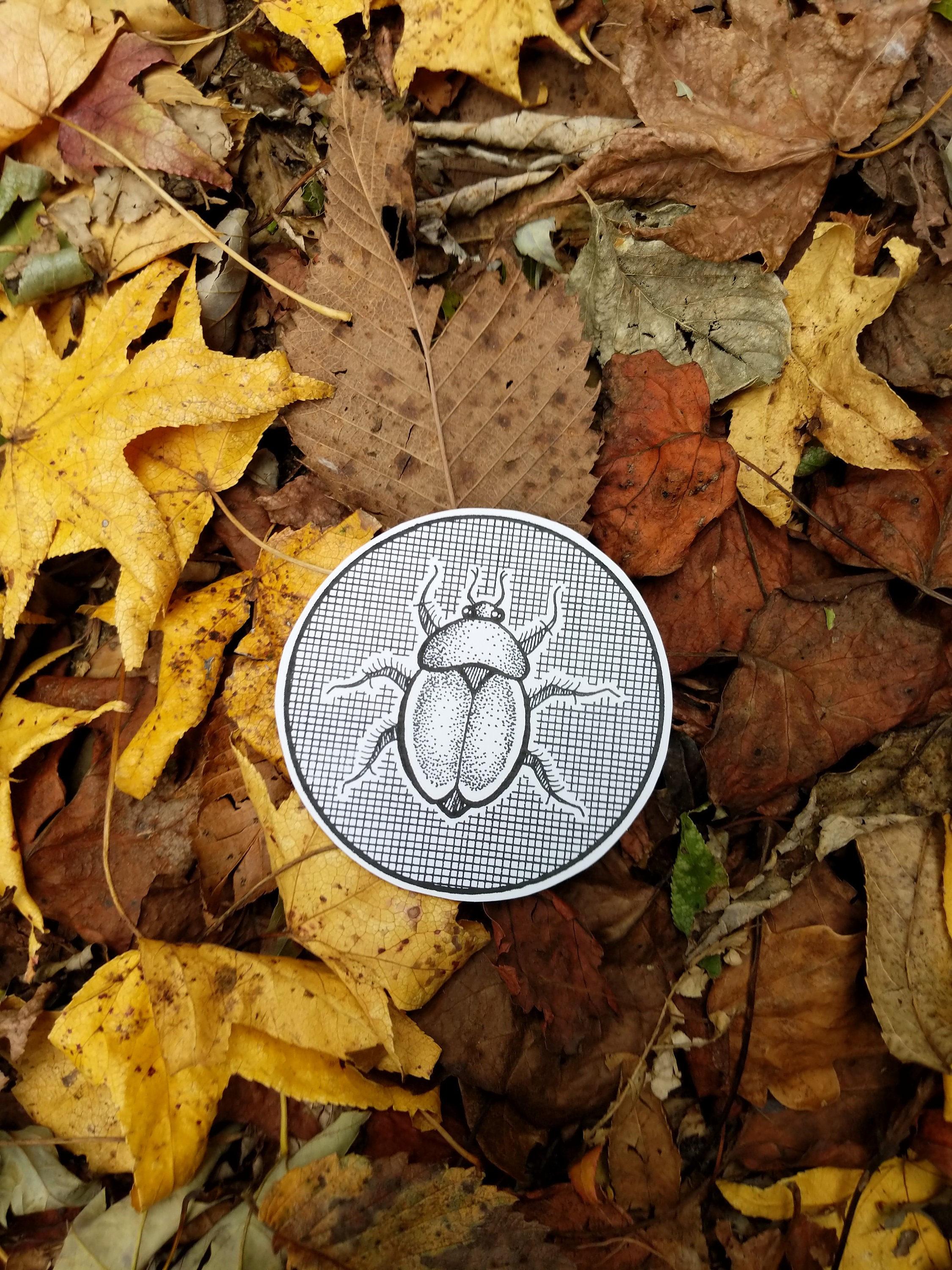 June Bug Art Sticker Matte Vinyl Sticker From Original Pen and Ink ...