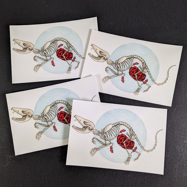 Possum Skeleton - Etsy Australia