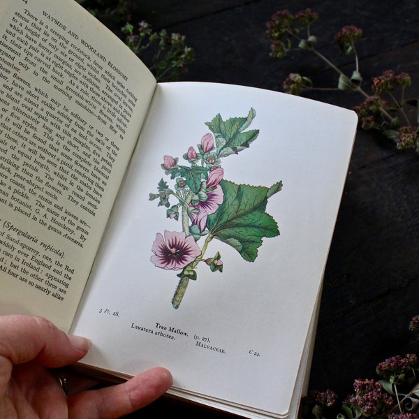 Botanical Book Plate - Etsy