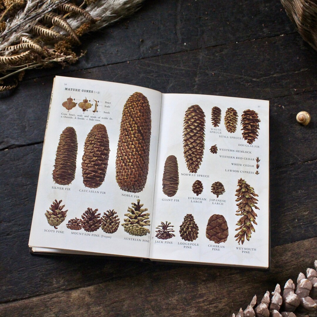 Trees and Bushes Illustrated Vintage 1960's Nature Guide Plant ...