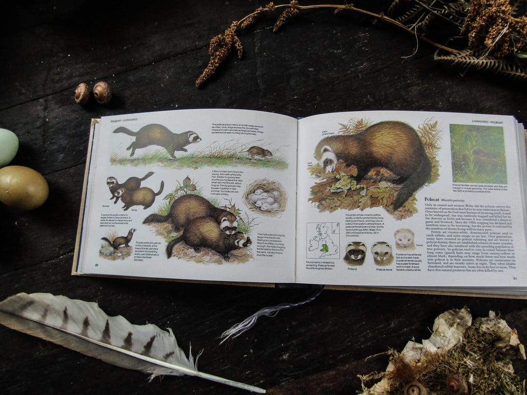 Animals of Britain ~ Field Guide by Readers Digest | Vintage Nature ...