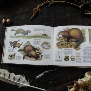 Animals of Britain ~ Field Guide by Readers Digest | Vintage Nature ...