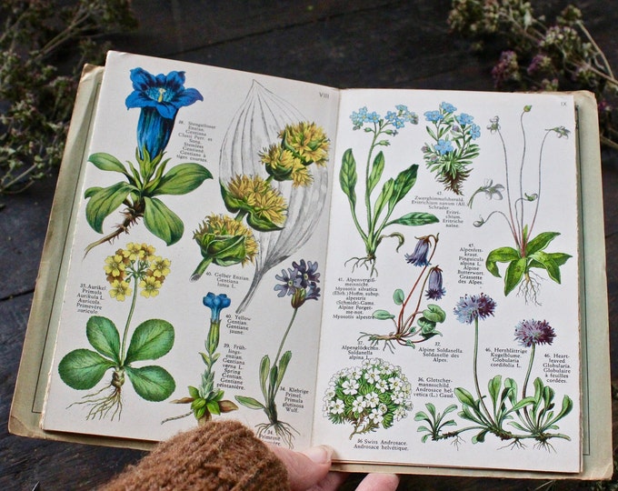 Vintage Flower Book 1950's Guide to Alpine Flowers Beautiful Fold Out ...