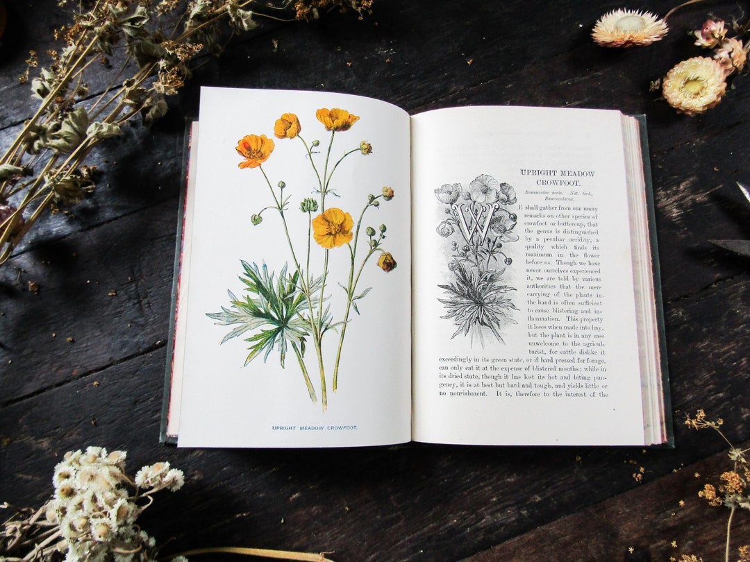 Antique Familiar Wild Flowers Book ~ 1800's ~ Vintage Wildflowers ...