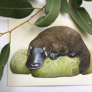 Platypus Vinyl Sticker: Australian Animal Art, Water-resistant Decal - Etsy