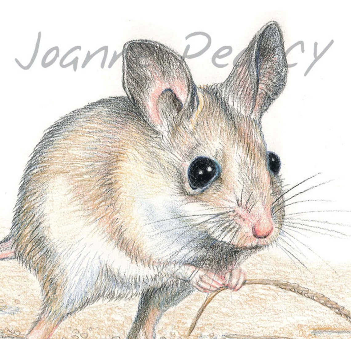 Dusky Hopping Mouse Australian Wildlife Art Greeting Card. - Etsy