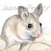Dusky Hopping Mouse Australian Wildlife Art Greeting Card. Cute Little ...