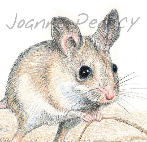 Dusky Hopping Mouse Australian Wildlife Art Greeting Card. - Etsy Australia