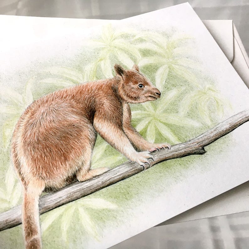 Tree Kangaroo Australian Wildlife Art Greeting Card. Pencil - Etsy