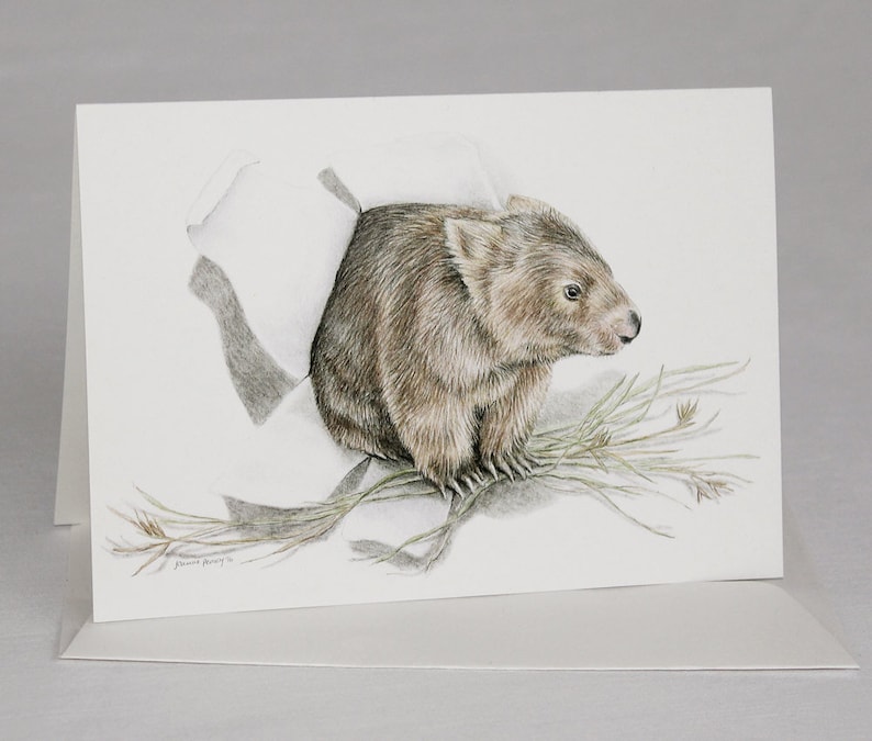 Wombat Australian Wildlife Art Greeting Card. Pencil - Etsy