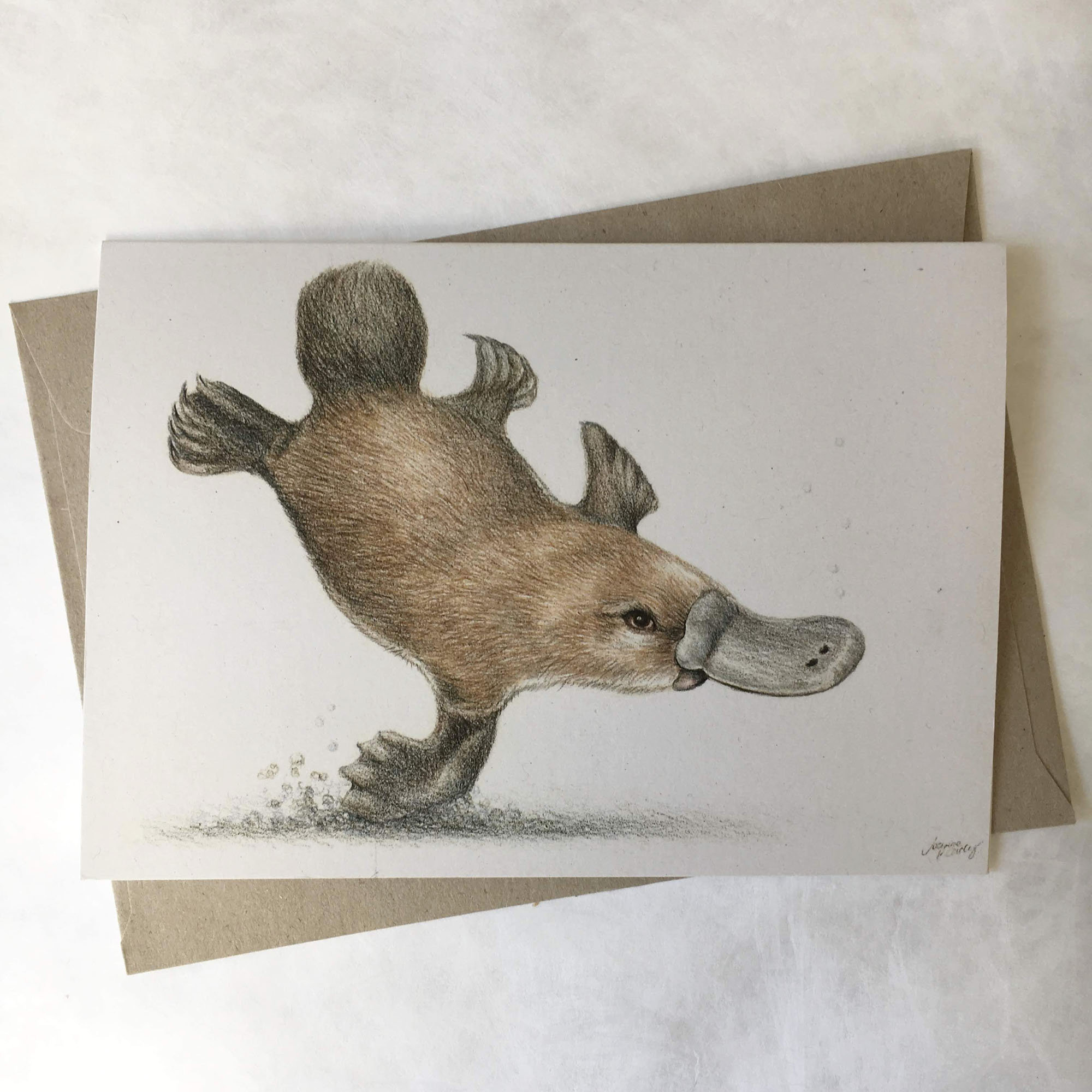 How To Draw An Australian Platypus