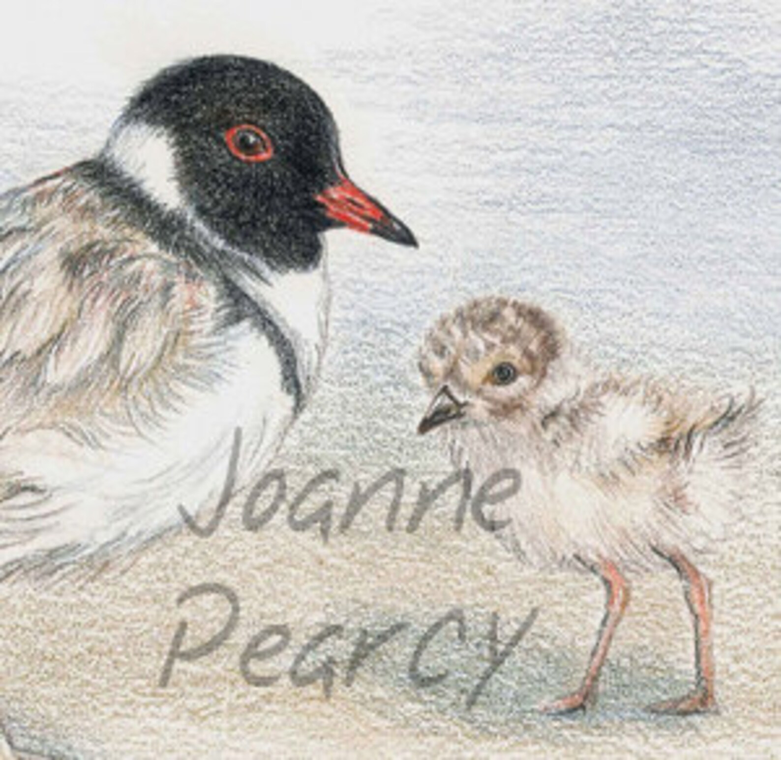 Hooded Plover Art Card: Australian Bird Pencil Drawing - Etsy