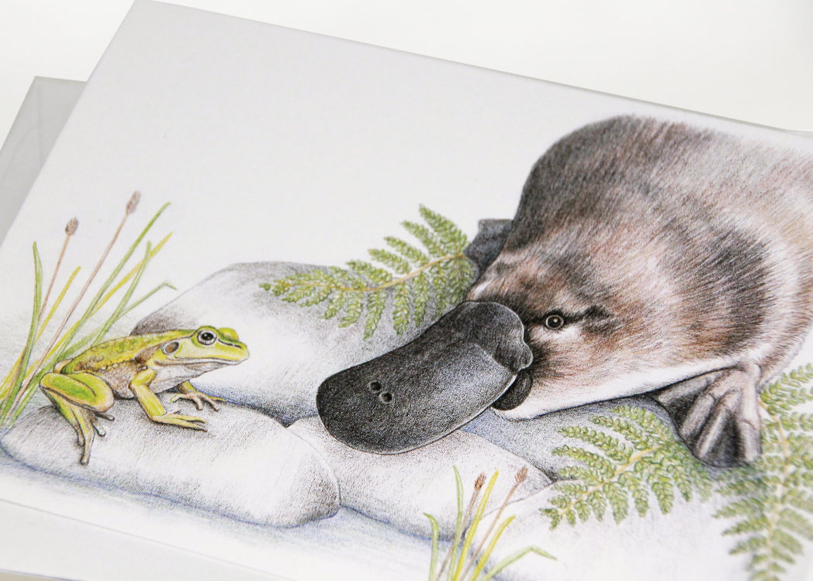 Australian ANIMAL Greeting Cards GIFT BOX of 8 Unique - Etsy