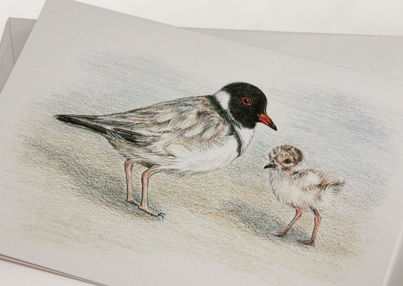 Hooded Plover Art Card: Australian Bird Pencil Drawing - Etsy