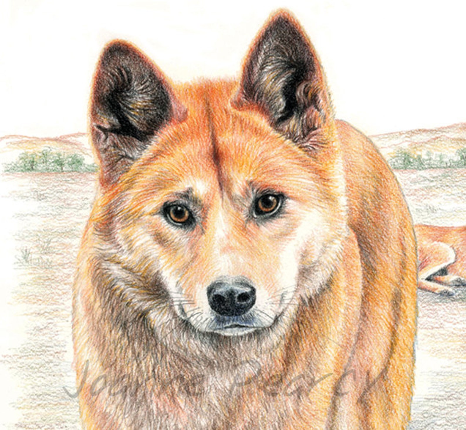 Dingo Art Greeting Card: Australian Wildlife, Recycled Card - Etsy