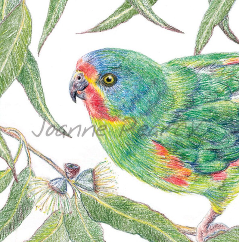 Swift Parrot Australian Greeting Card Wildlife Art | Etsy