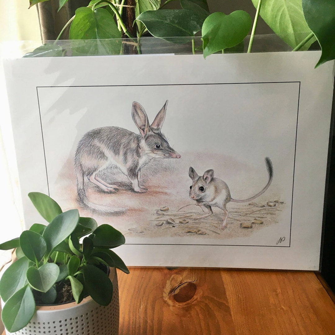Bilby and Mouse A3 Australian Wildlife Wall Art Print Size 420x297mm ...
