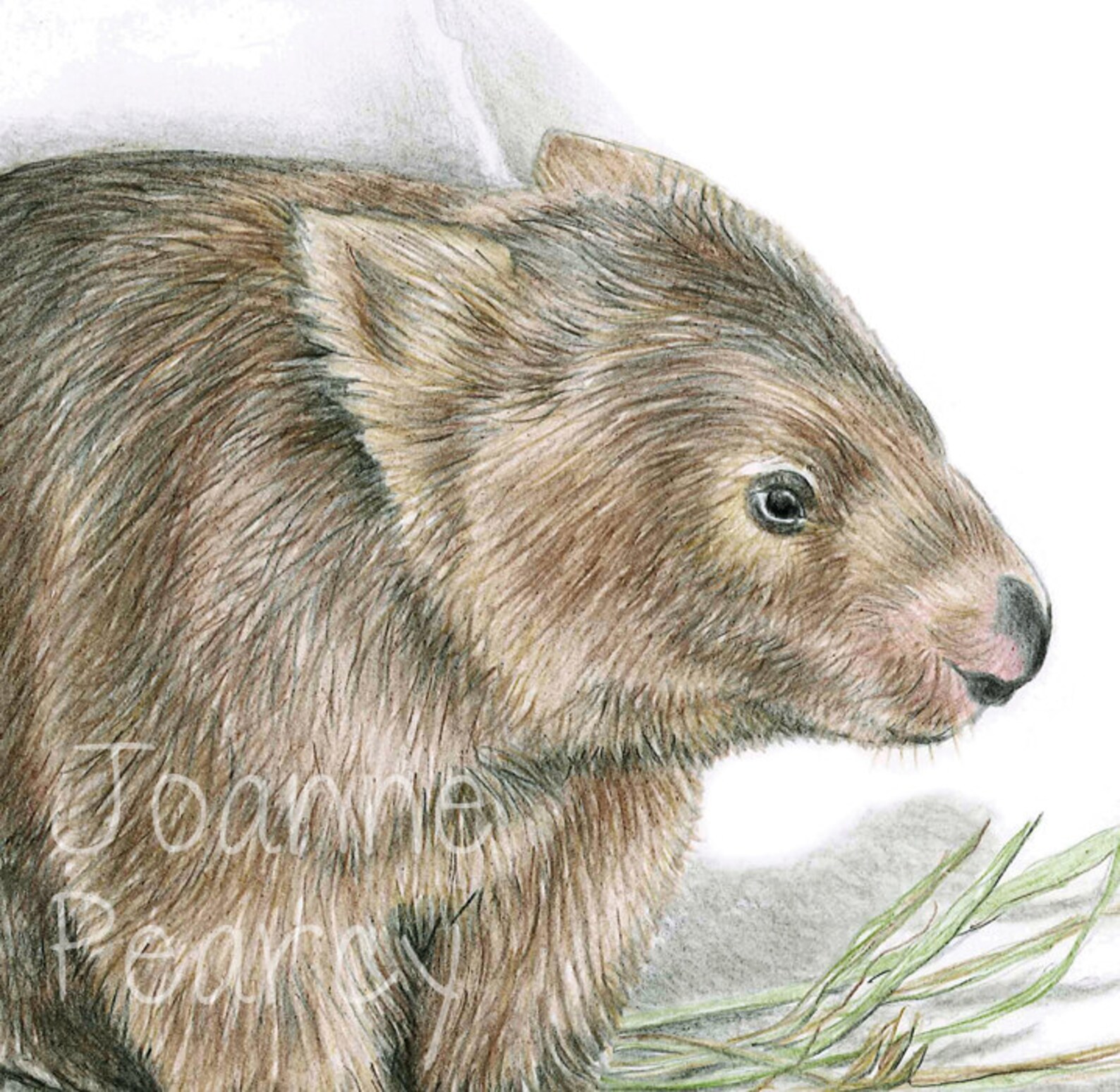 Wombat Australian wildlife art greeting card. Pencil | Etsy