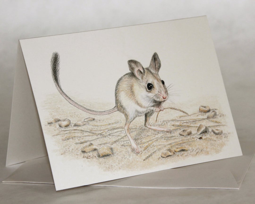 Dusky Hopping Mouse - Australian Wildlife Art Greeting Card. Cute ...