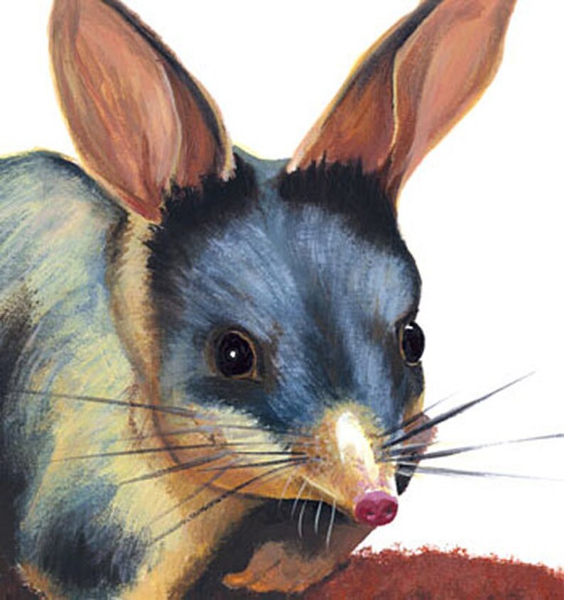 Bilby Greeting Card Portrait Australian Wildlife Cute Animal - Etsy ...