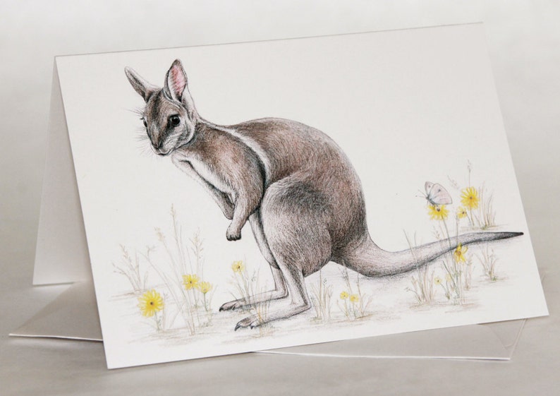 Bridled Nail-tail Wallaby Australian Wildlife Art Greeting - Etsy