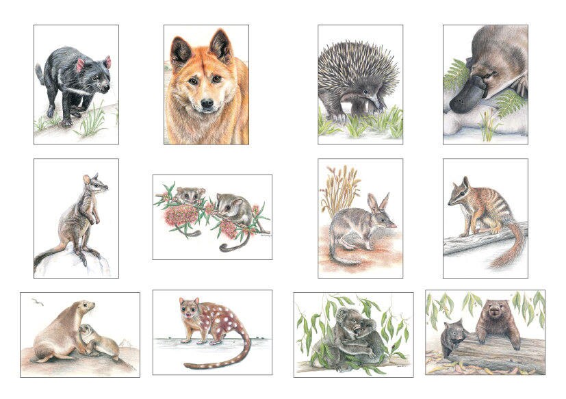 Mini Gift Cards Box Set of 12 Australian MAMMALS - Etsy Australia