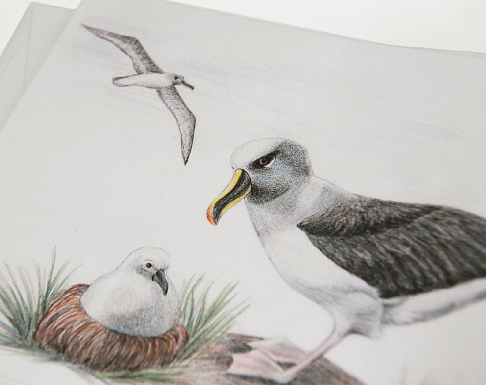 Grey-headed Albatross greeting card Australian wildlife art | Etsy