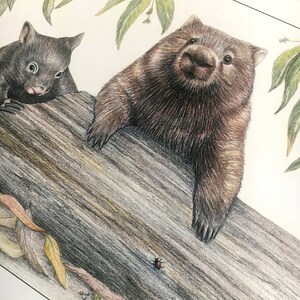 Wombats - Medium Australian Wildlife Print A4 297x210mm, Colour Pencil ...