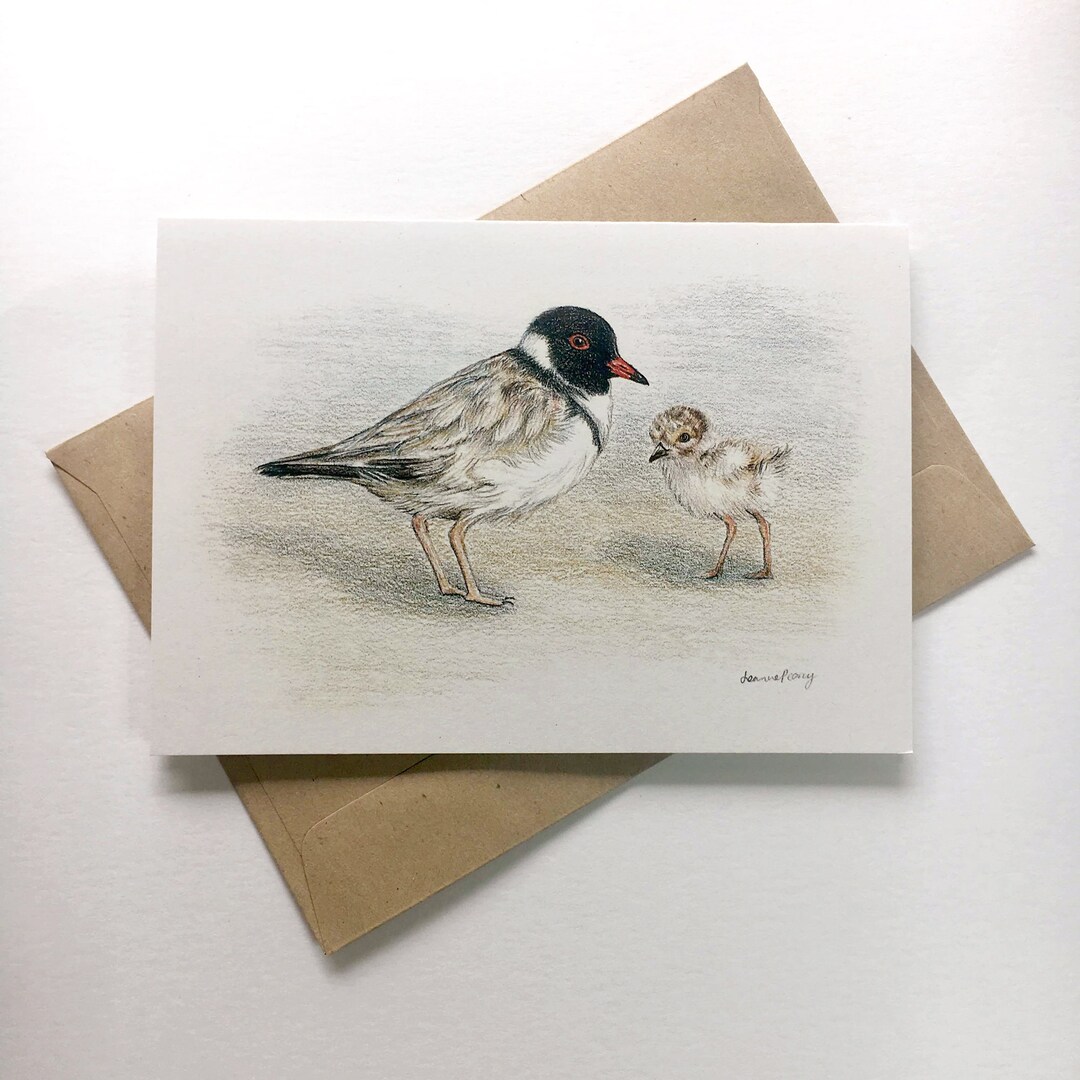 Hooded Plover Art Card: Australian Bird Pencil Drawing - Etsy