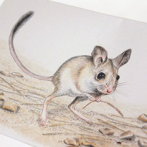 Dusky Hopping Mouse - Australian Wildlife Art Greeting Card. Cute ...