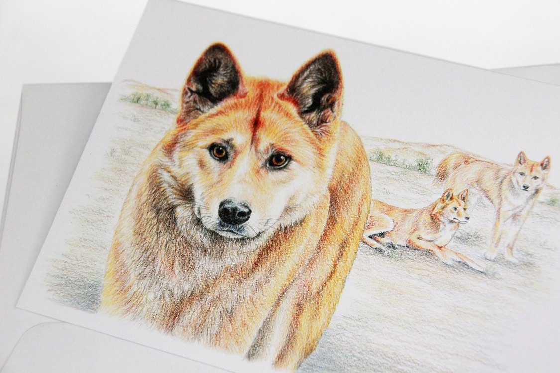 Australian Dingo Pack