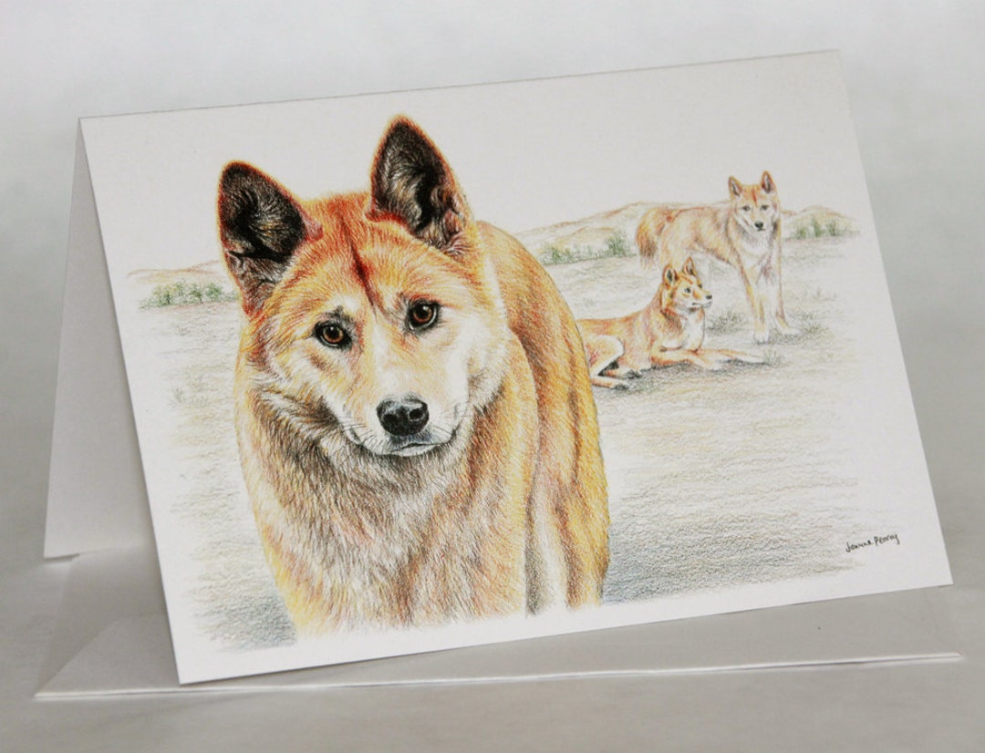 Dingo - Australian Wildlife Art Greeting Card. Native Dog, Family Pack ...