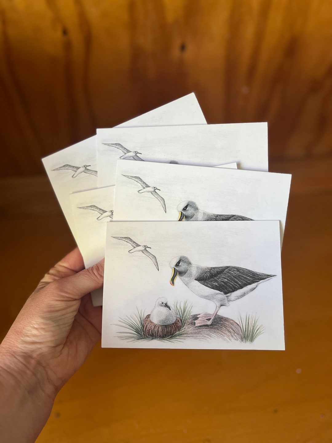 5 X Grey-headed Albatross Greeting Cards Australian Wildlife Art Large ...