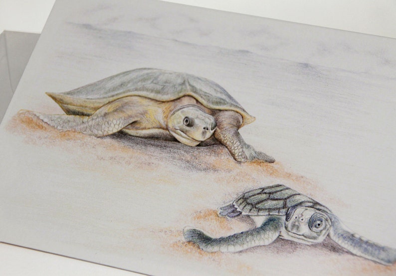 Flatback Turtles - Australian Wildlife Art Greeting Card Mother and ...