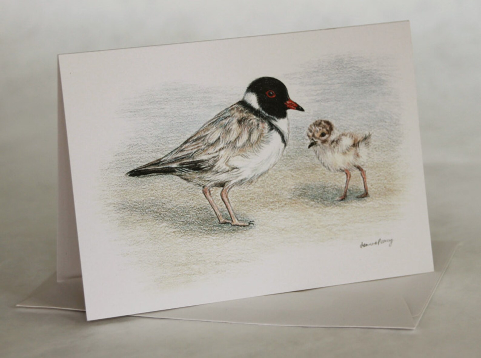 Hooded Plover Art Card: Australian Bird Pencil Drawing - Etsy