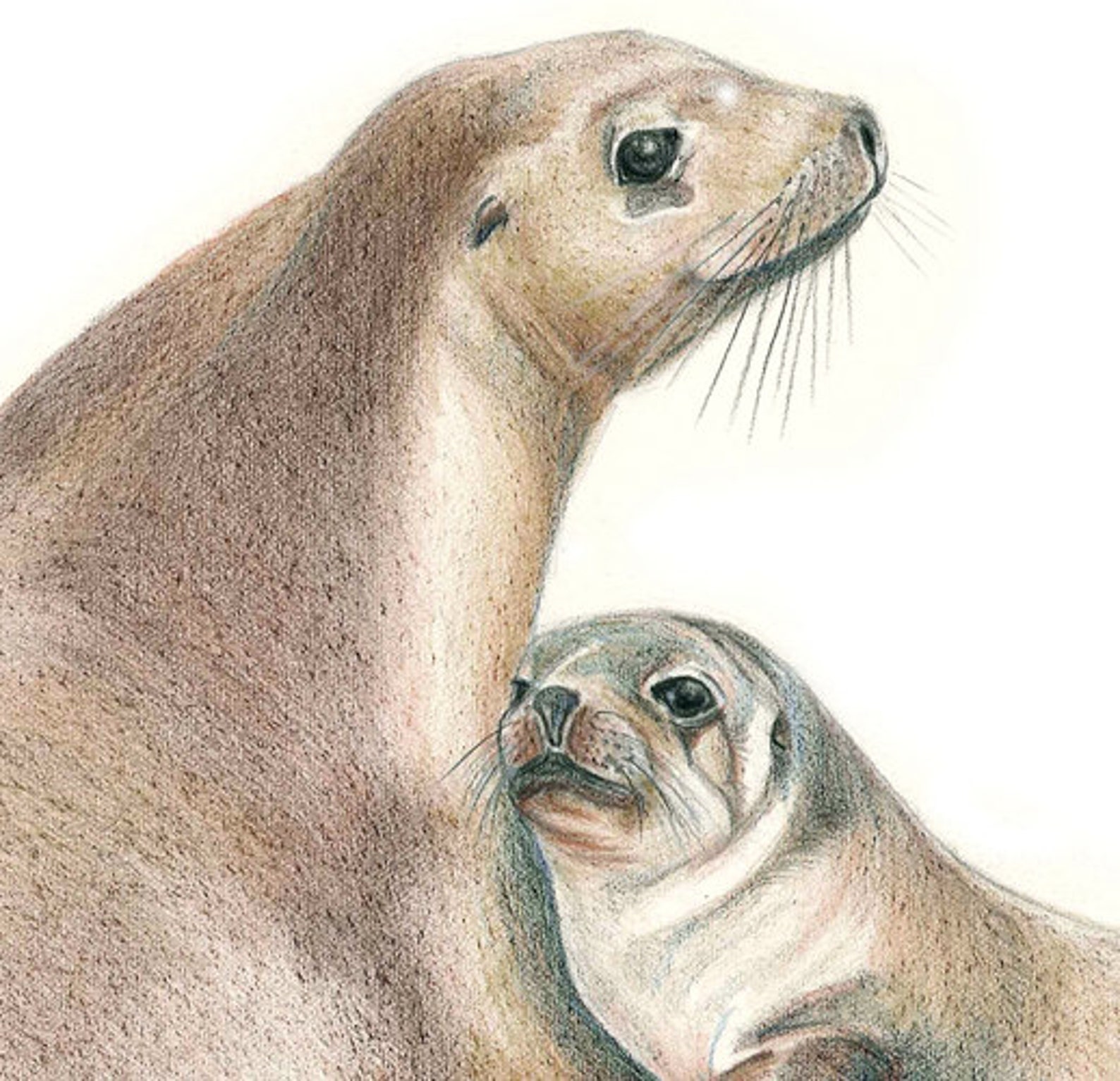 Australian Sea Lions Wildlife art greeting card. Wildlife | Etsy