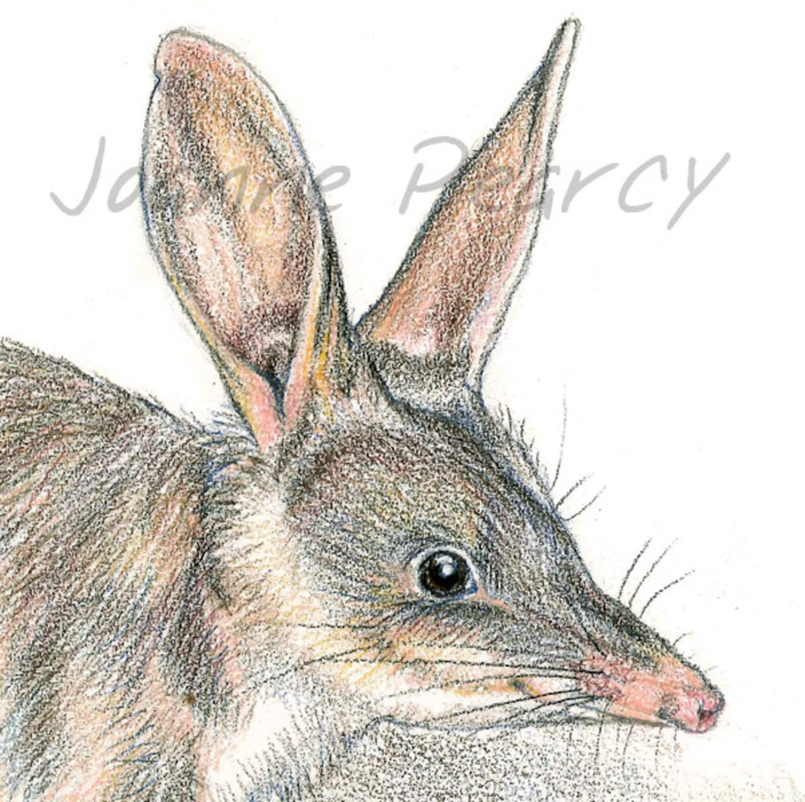 Bilby Greeting Card Portrait Australian Wildlife Cute Animal | Etsy