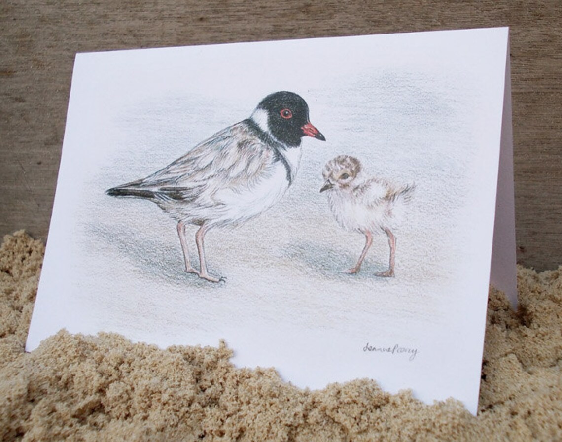 Hooded Plover Art Card: Australian Bird Pencil Drawing - Etsy