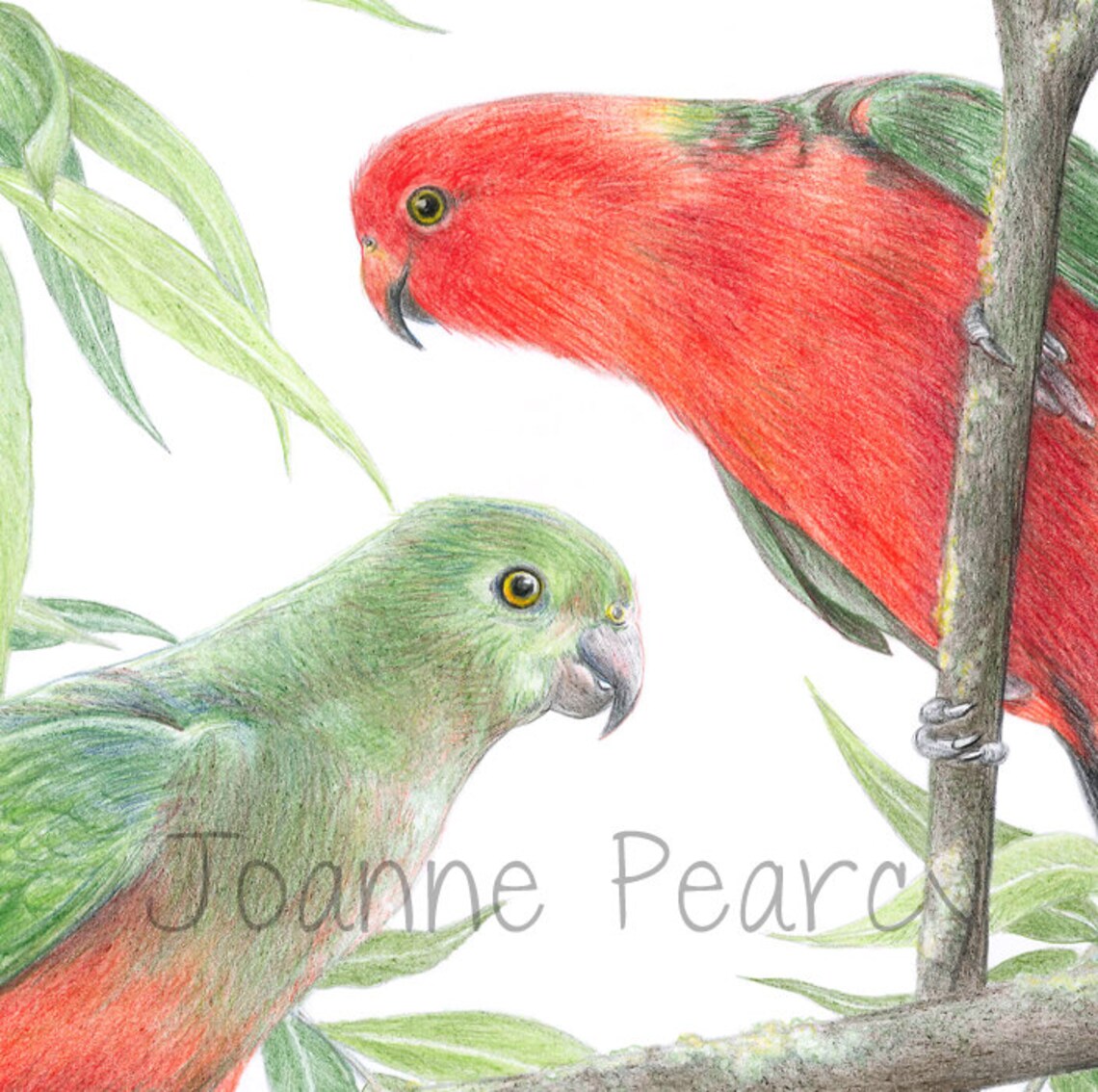 Australian King-parrots Wildlife Art Greeting Card. Pencil - Etsy